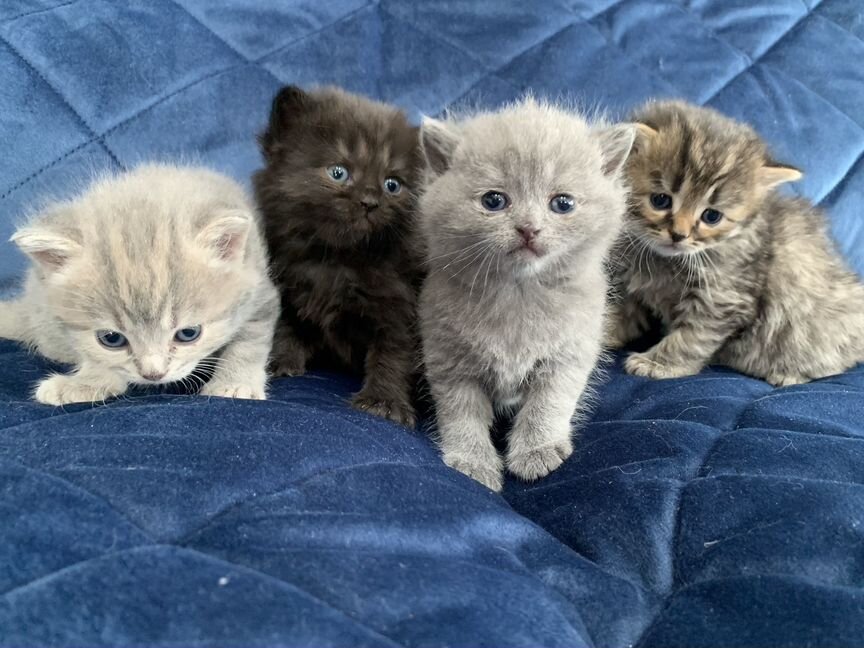 Британские котята