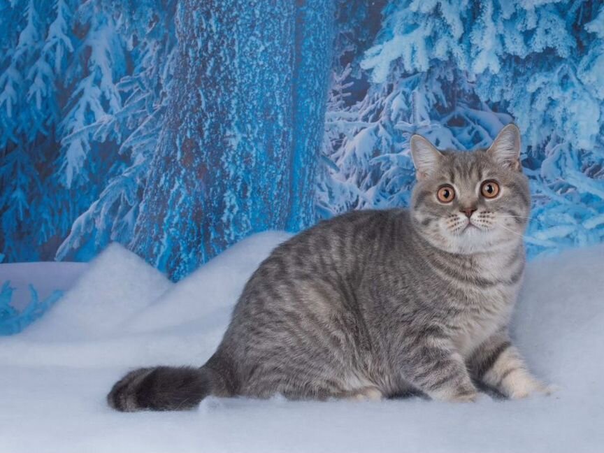 Британские котята голубое золото