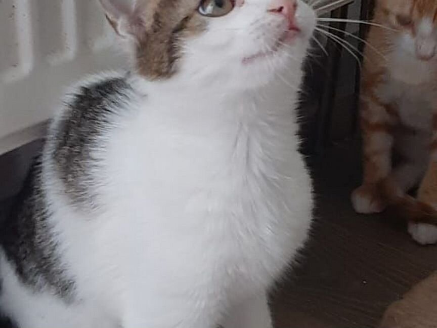 Отдам котенка в добрые руки