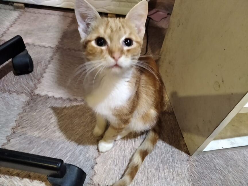 Рыжий котик в добрые руки