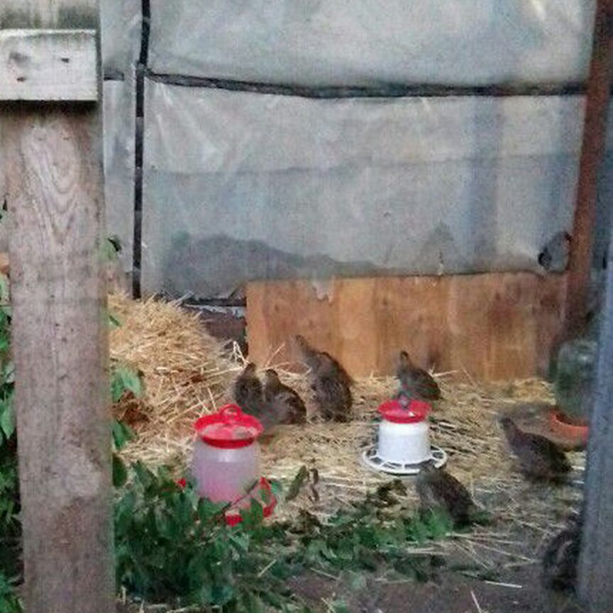 Куропатка серая