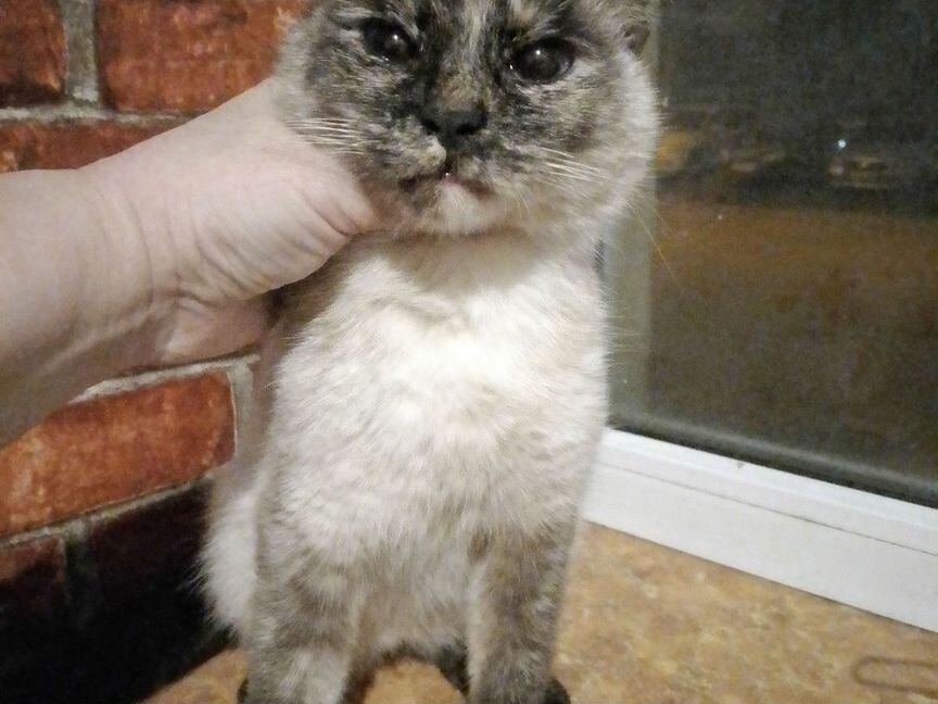 Найдена домашняя киса - Сальма в районе жд вокзала