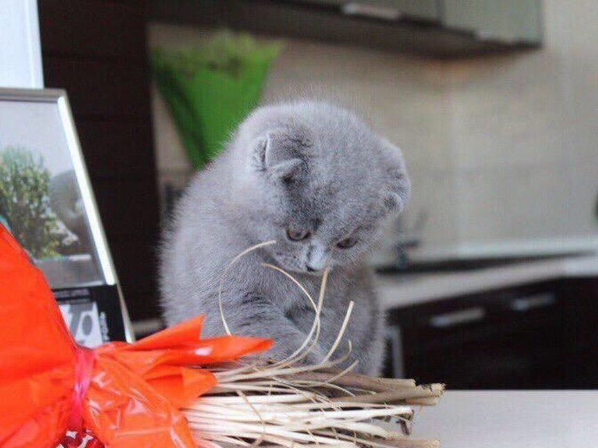 Шотландские чудо-детки