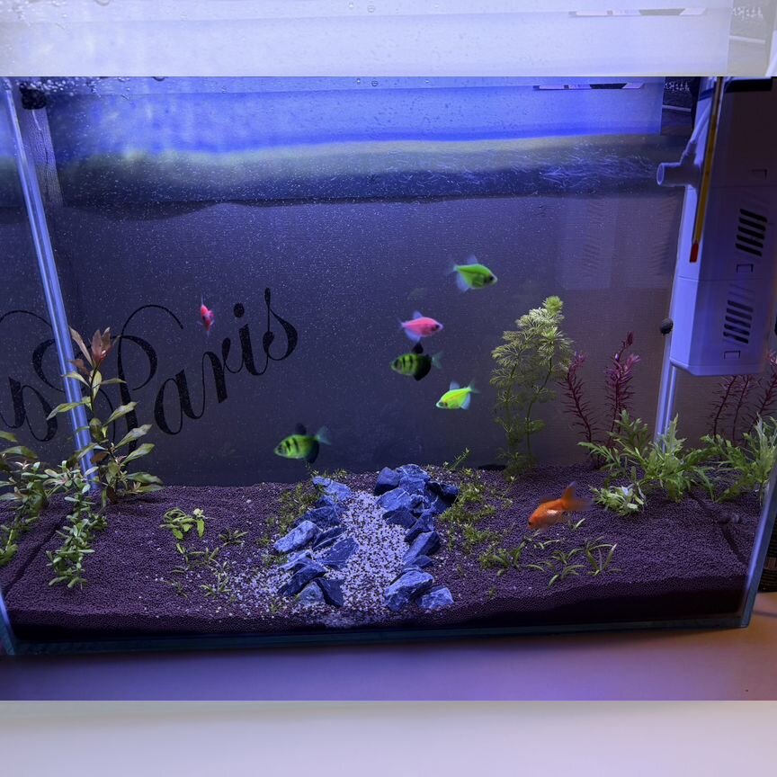 Тернеции glofish