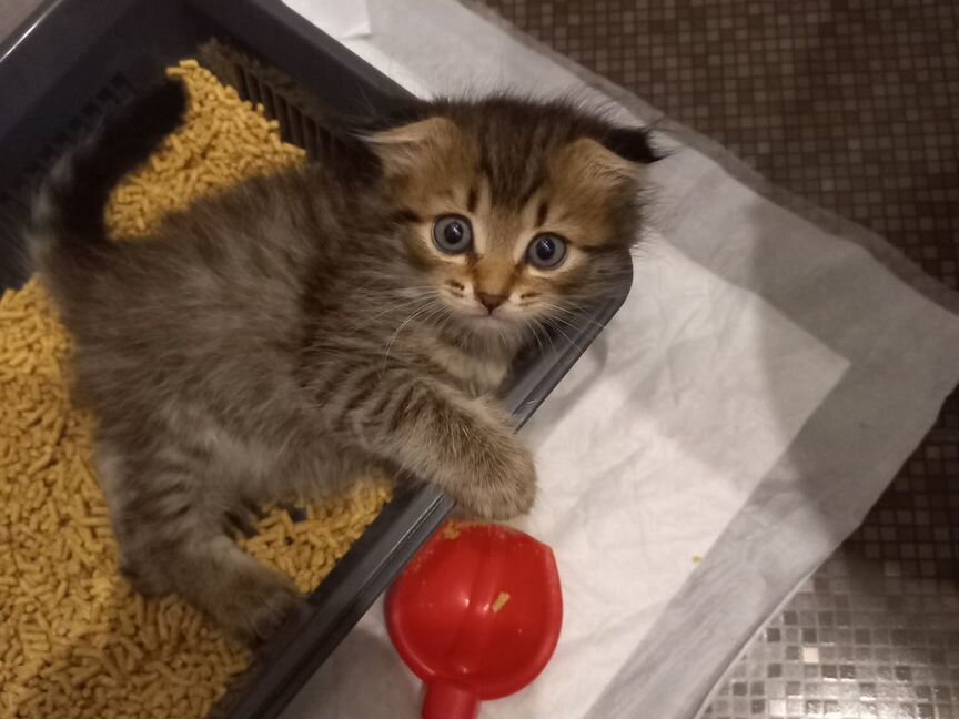 Котенок девочка трехцветная