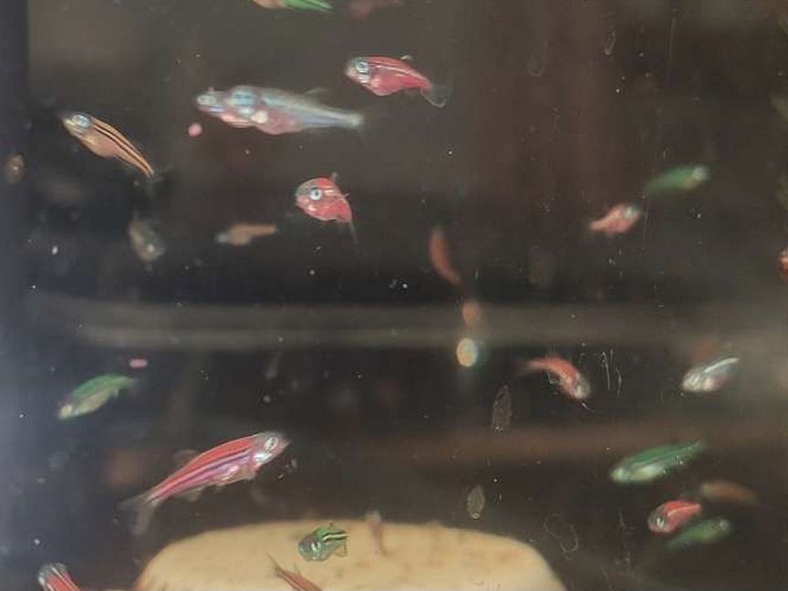 Мальки Данио подросшие