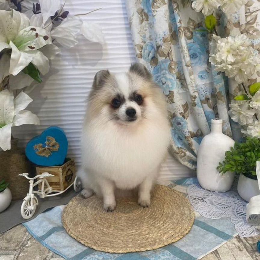 Померанский шпиц