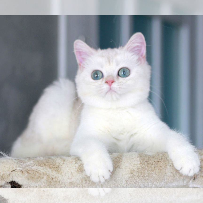 Серебристая британская девочка