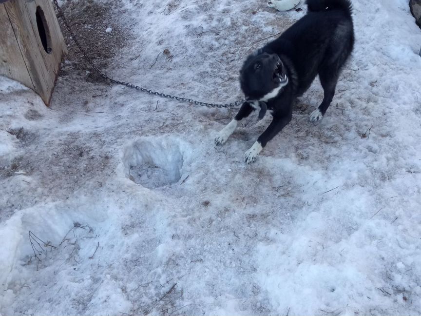 Русско европейская лайка