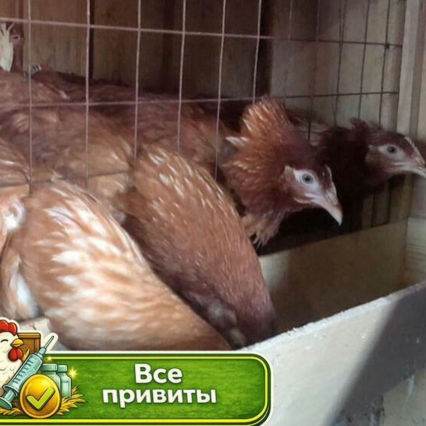 Куры несушки с доставкой
