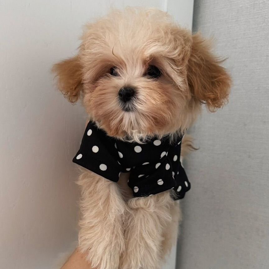 Мальтипу, щенок