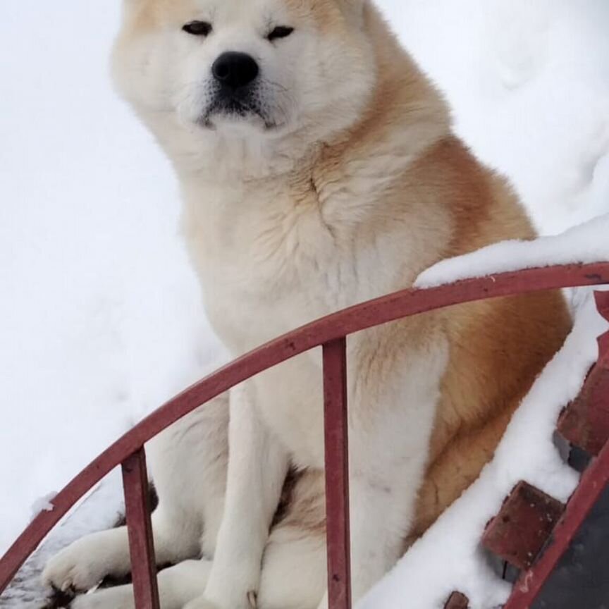 Японсеая Акита-2 месяца