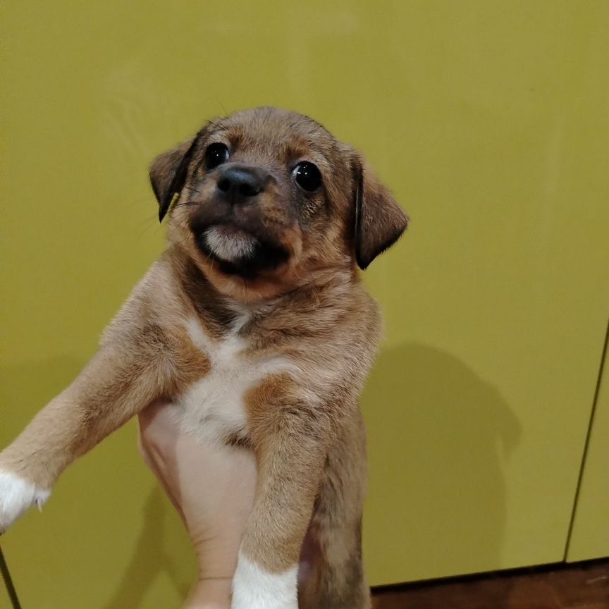 Щенки в добрые руки