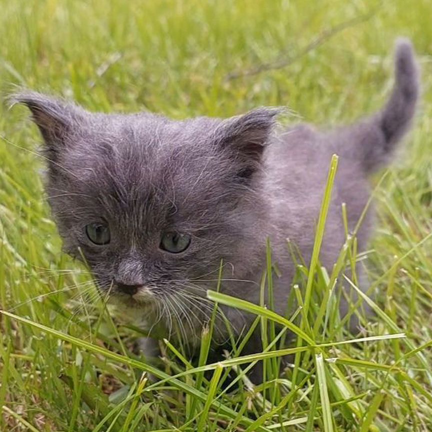 Котёнок в добрые руки