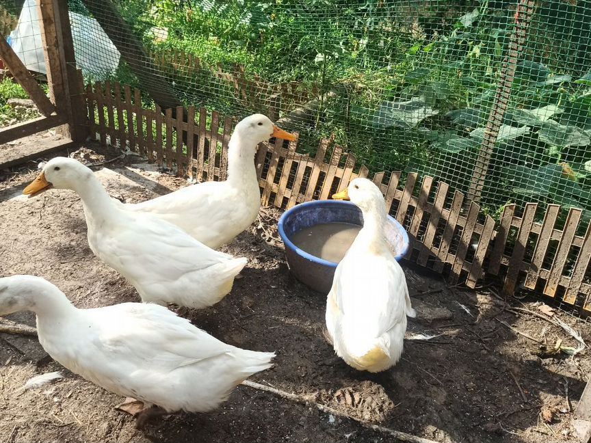 Утки Агидель