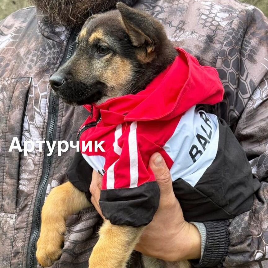 Щенок в добрые руки бесплатно