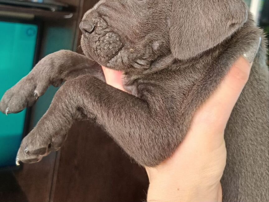 Щенок кане Корсо