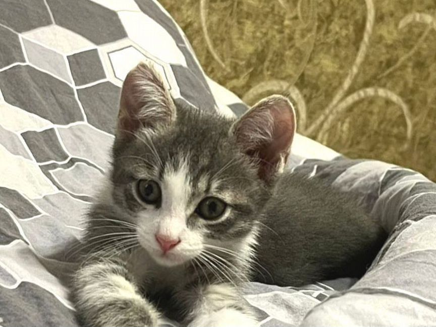 Котенок в добрые руки
