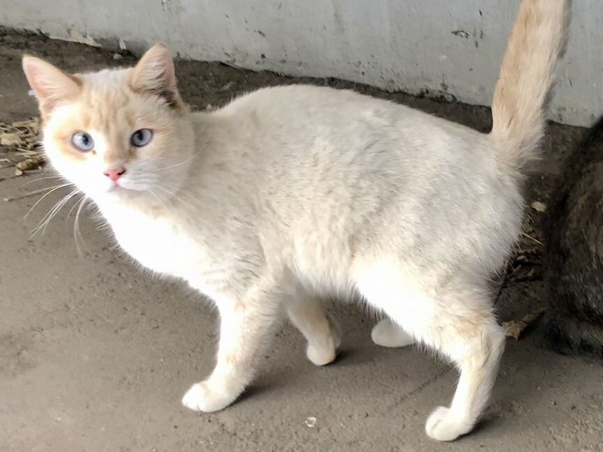 Кошка тайская ред поинт