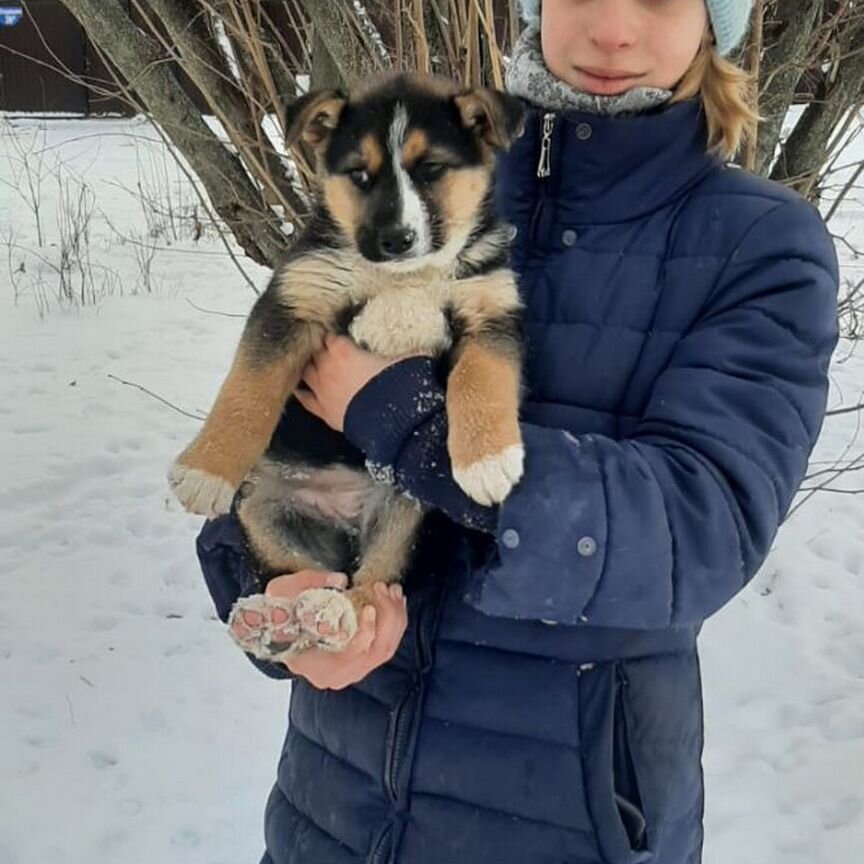 Собака в добрые руки