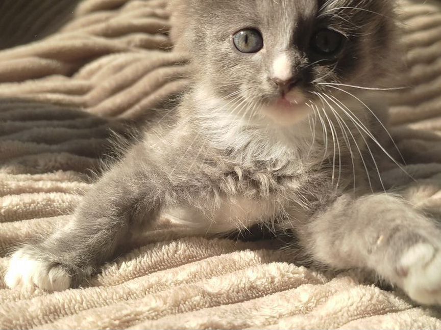 Котенок,девочка