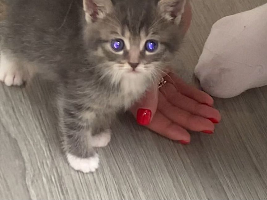 Котёнок Смоки, полтора месяца