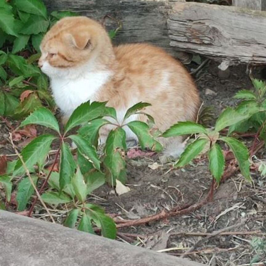 Котята, 2 мес, живут на даче, не ручные