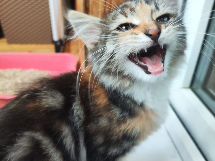 Котенок