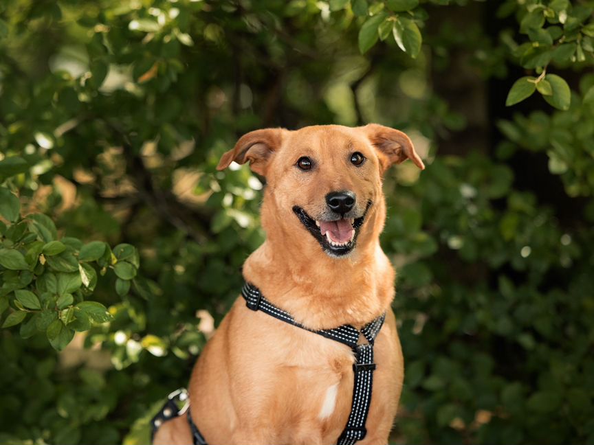 Собака в добрые руки