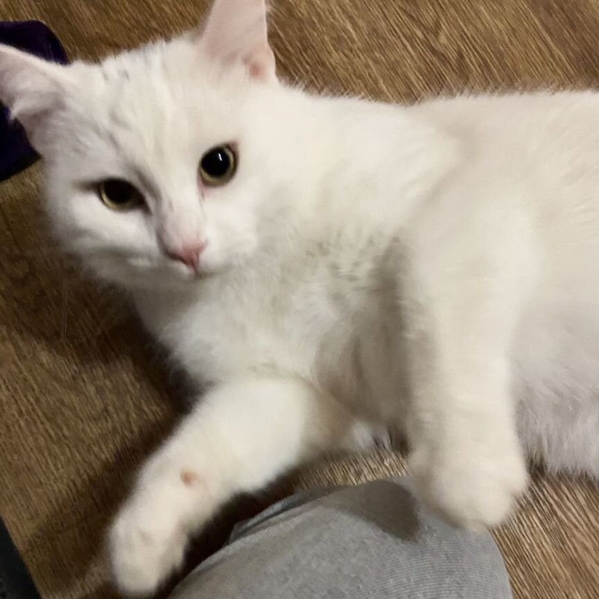 Коты в добрые руки