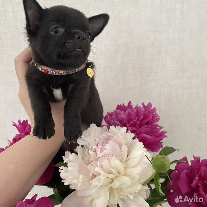 Чёрная жемчужинка Чихуахуа