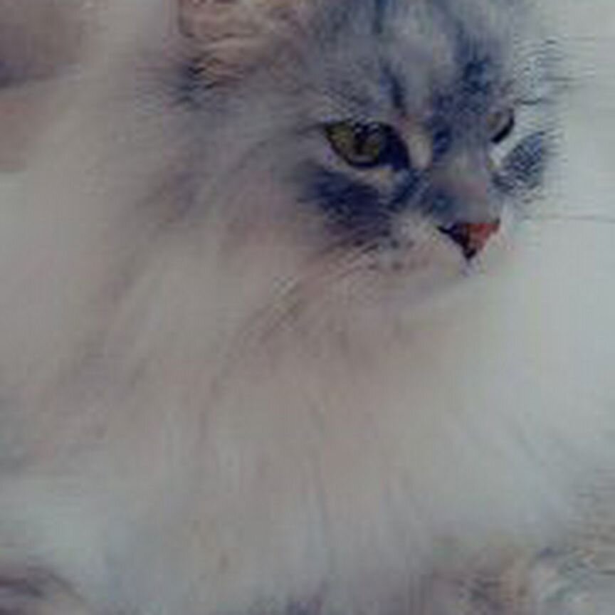 Отдам кота