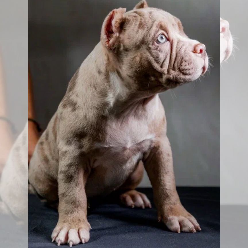 Американский булли, щенок