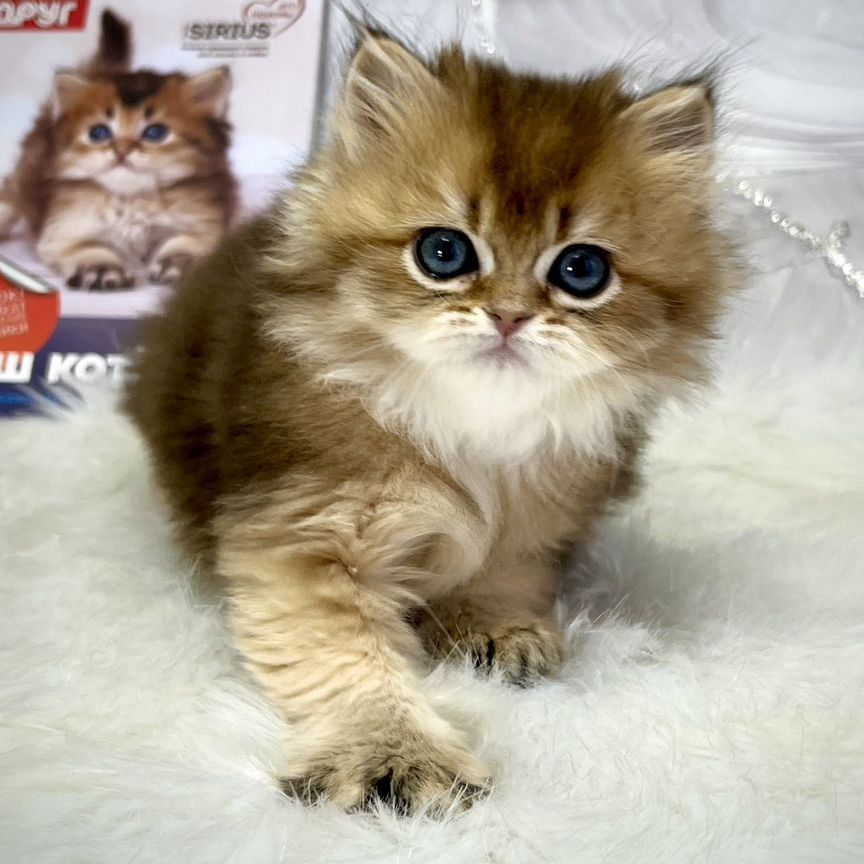 Британская длинношерстная малышка Luna de Max