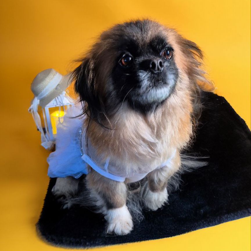 Пекинесиха ищет семью