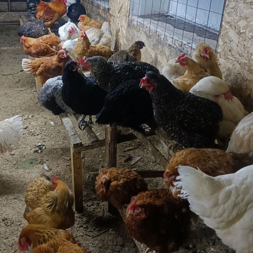 Домашняя птица куры