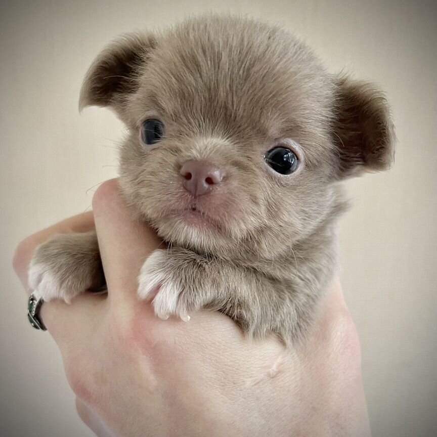 Щенки чихуахуа