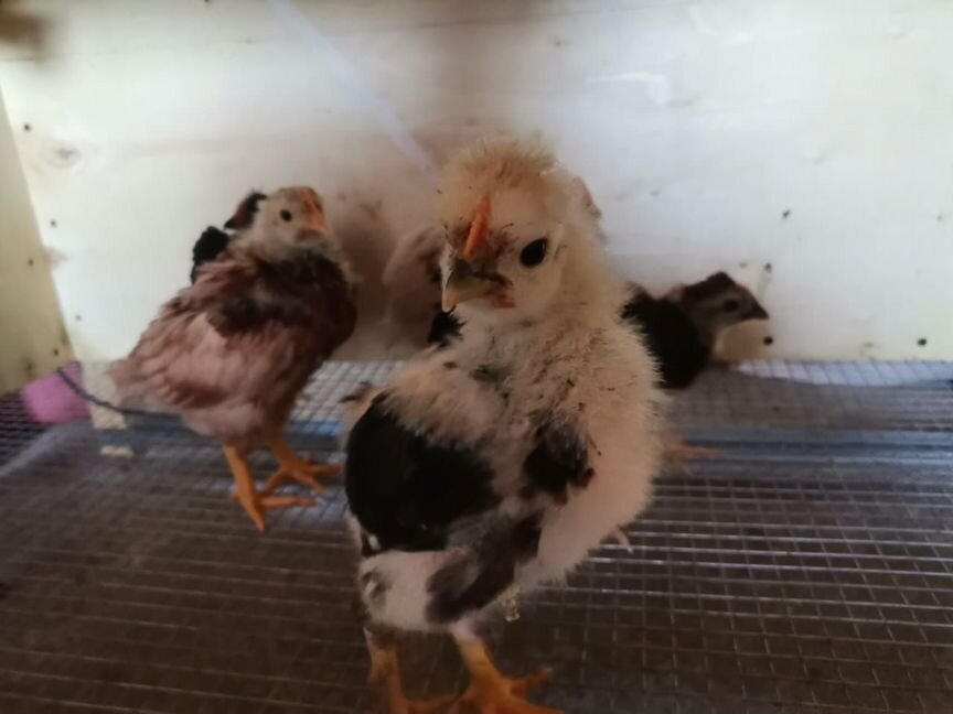 Цыплята несушки подрощеные