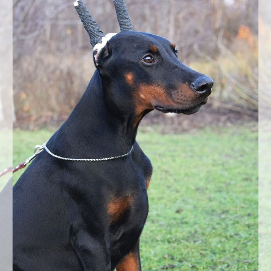 Доберман, щенок