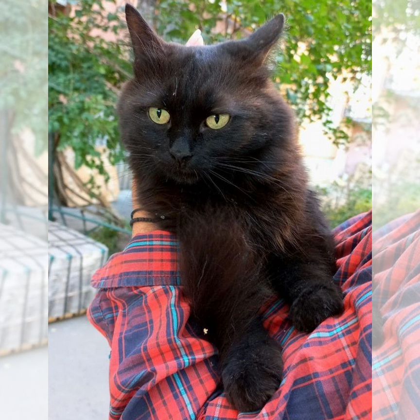 Бывшая домашняя красавица Багира ищет дом