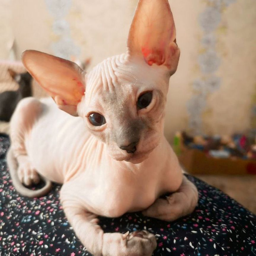Котята петерболд