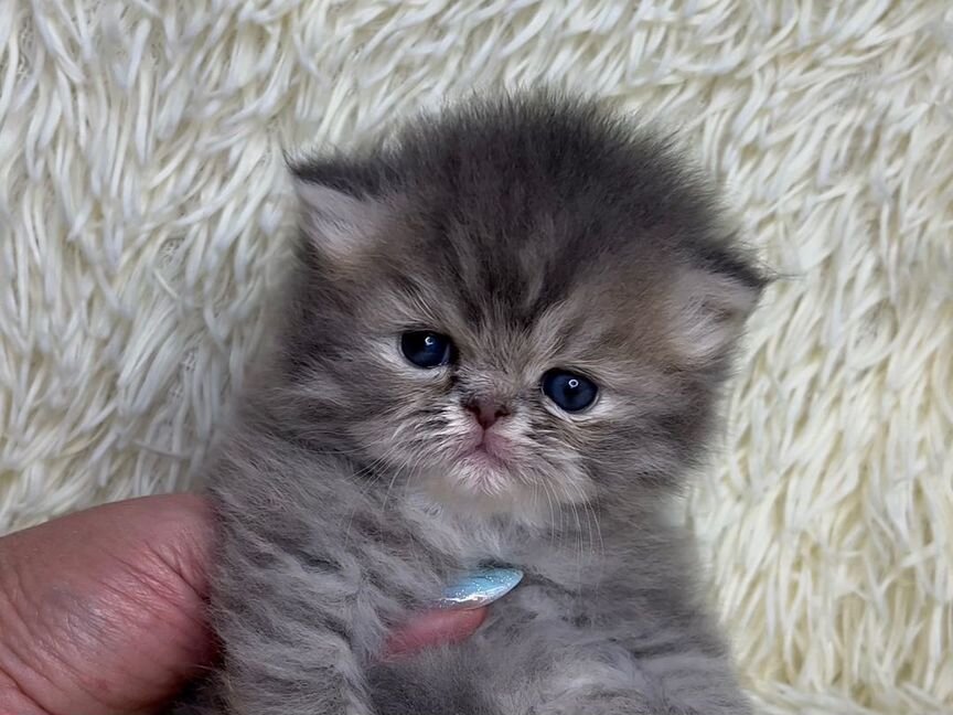 Персидская малышка