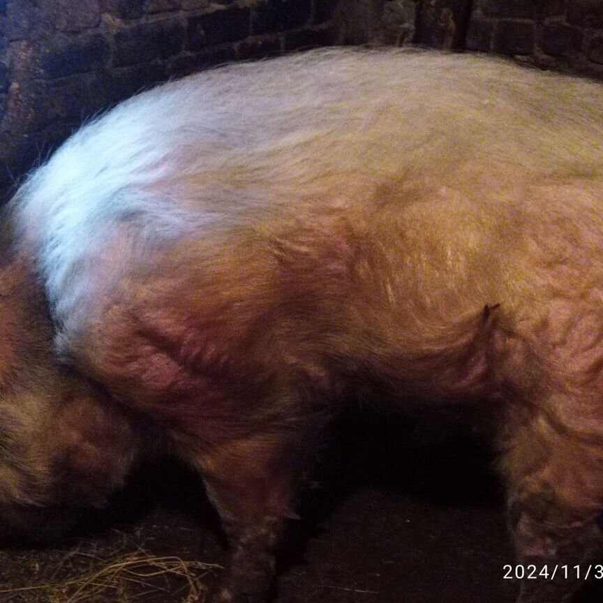 Хряк на мясо