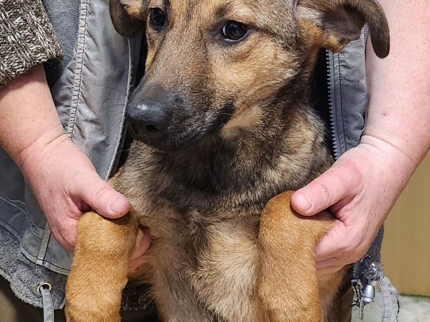 Щенок Нора в добрые руки