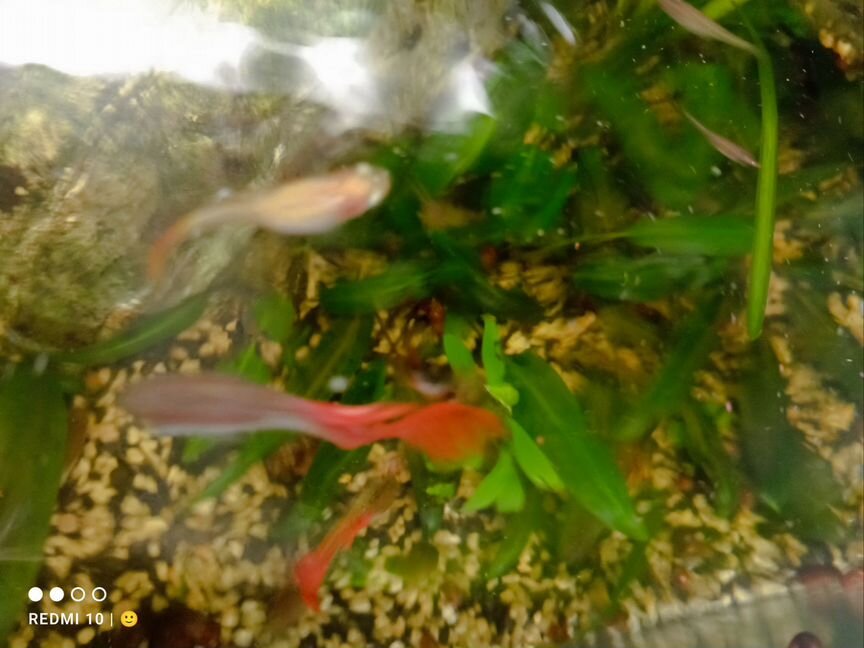 Отдам рыбок гуппи