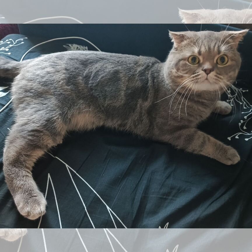 Шотландский вислоухий короткошёрстный кот, взрослый