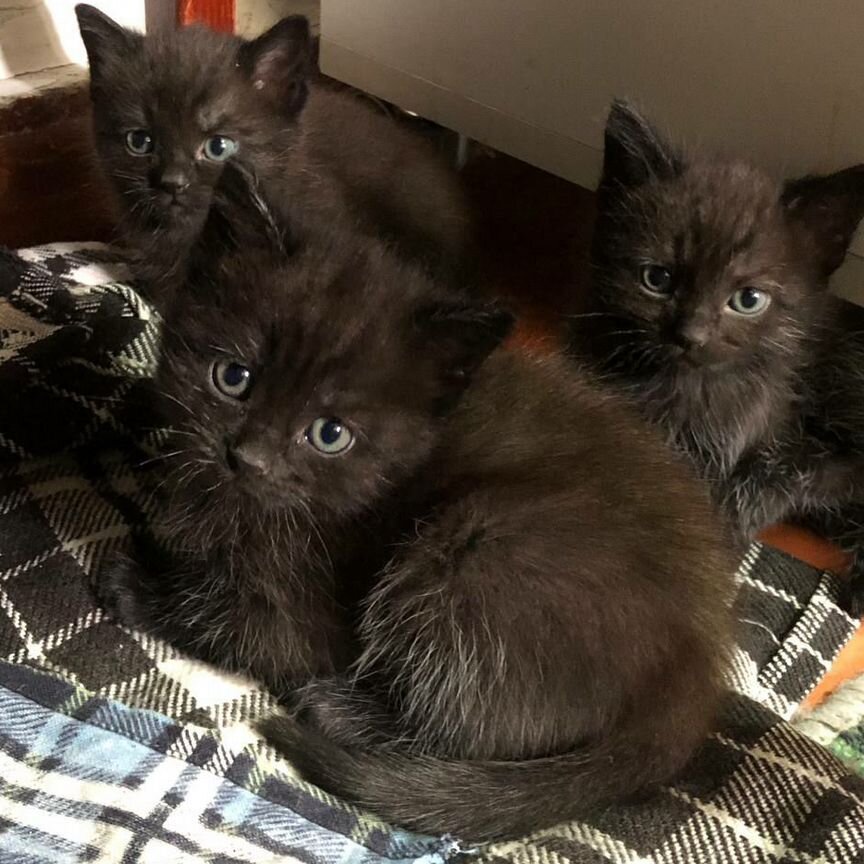 Отдам бесплатно котят,в добрые руки(все 3 девочки)