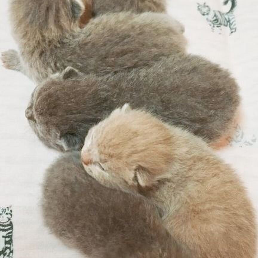 Кошушки вислоушки шотландские