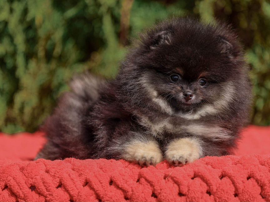 Померанский шпиц медвежьего типа