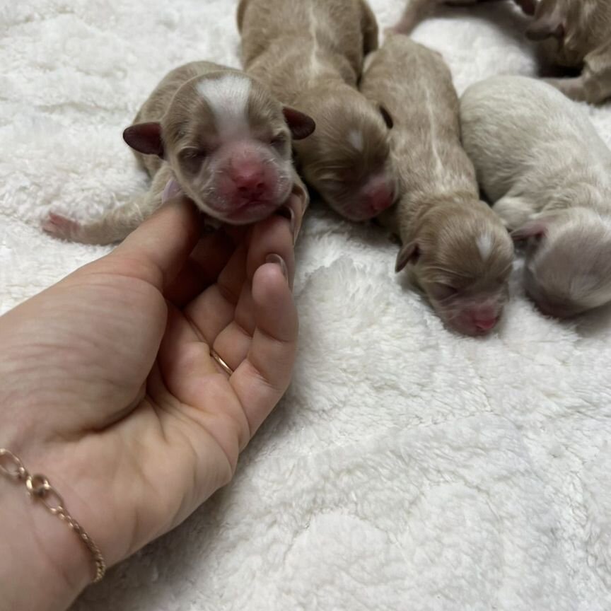 Мальтипу ф1 малыши биколор